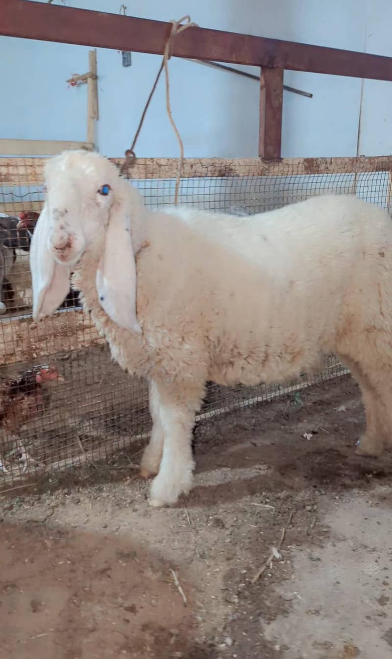 Pure Larkana - Sheep - 1110558816