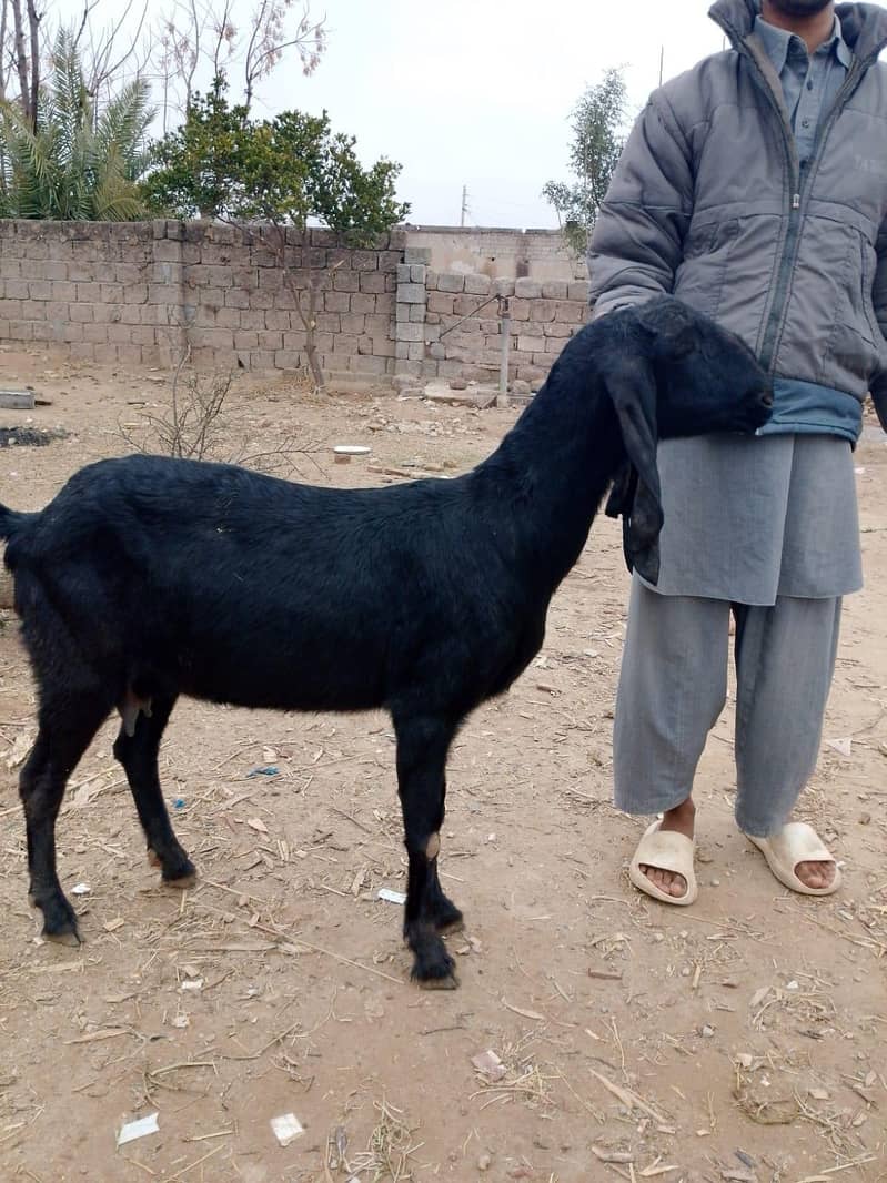 3 beetal bakrian for sale - Goats - 1110759705