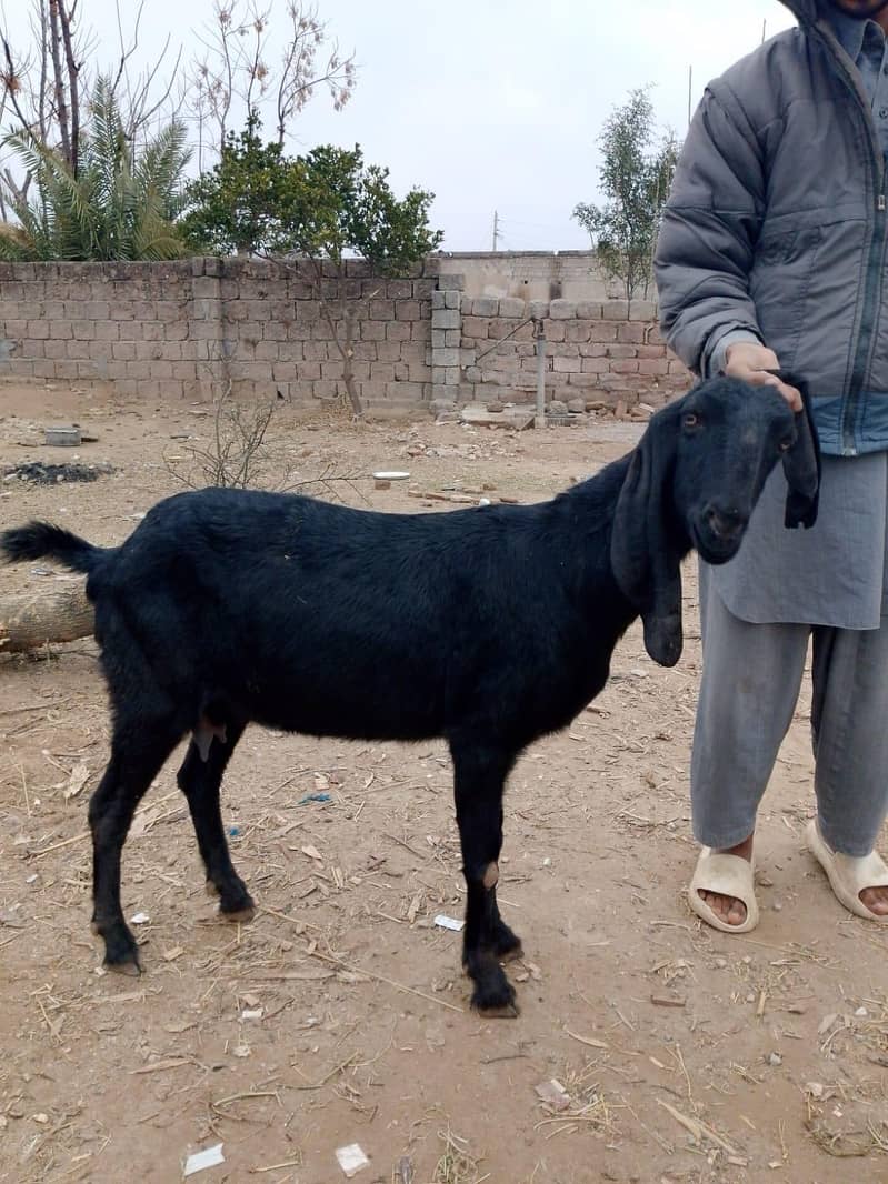 3 beetal bakrian for sale - Goats - 1110759705