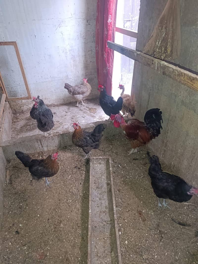 Golden misri murgiyan & murga - Hens - 1110762704