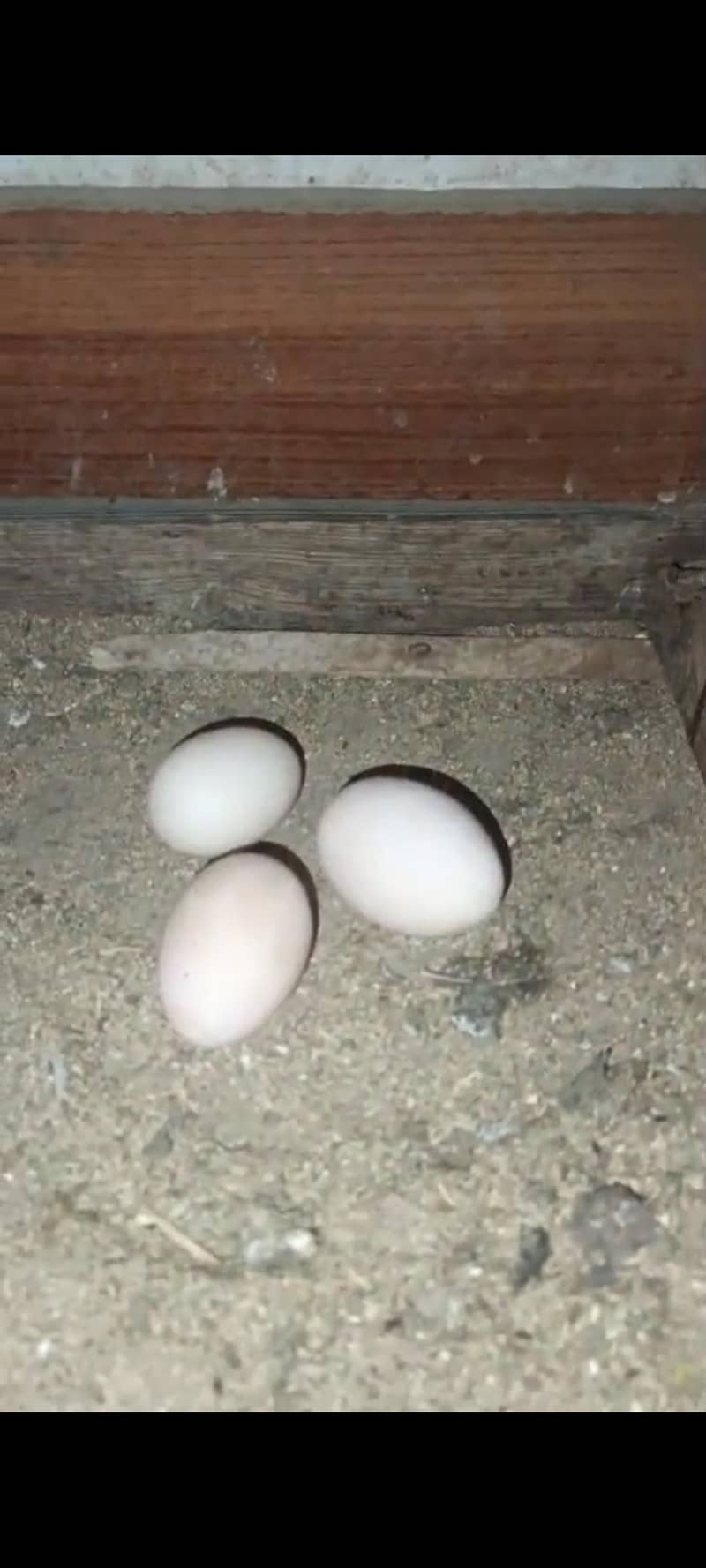 Golden misri murgiyan & murga - Hens - 1110762704