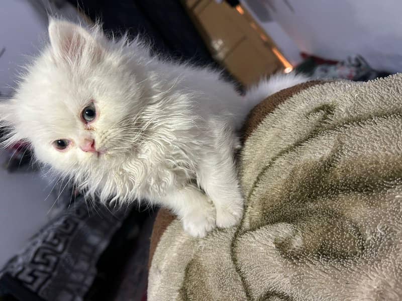 Persian kittens for sale - Cats - 1110765506