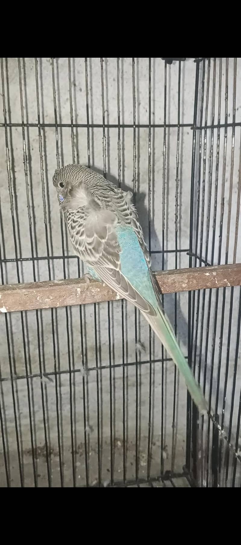 black face hogo miss patel female - Parrots - 1110768274