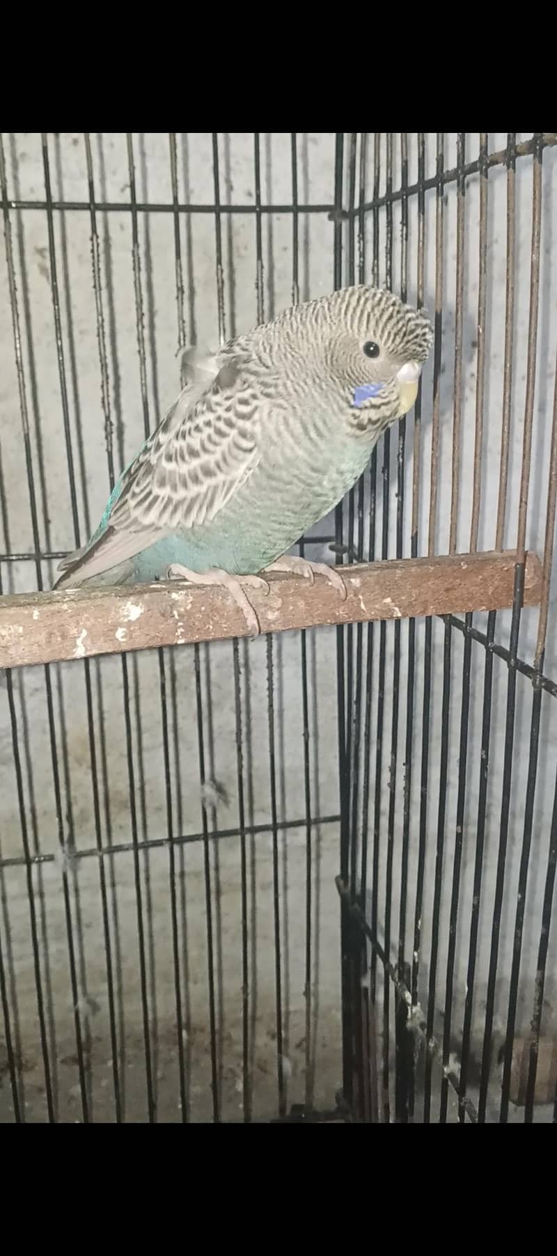 black face hogo miss patel female - Parrots - 1110768274