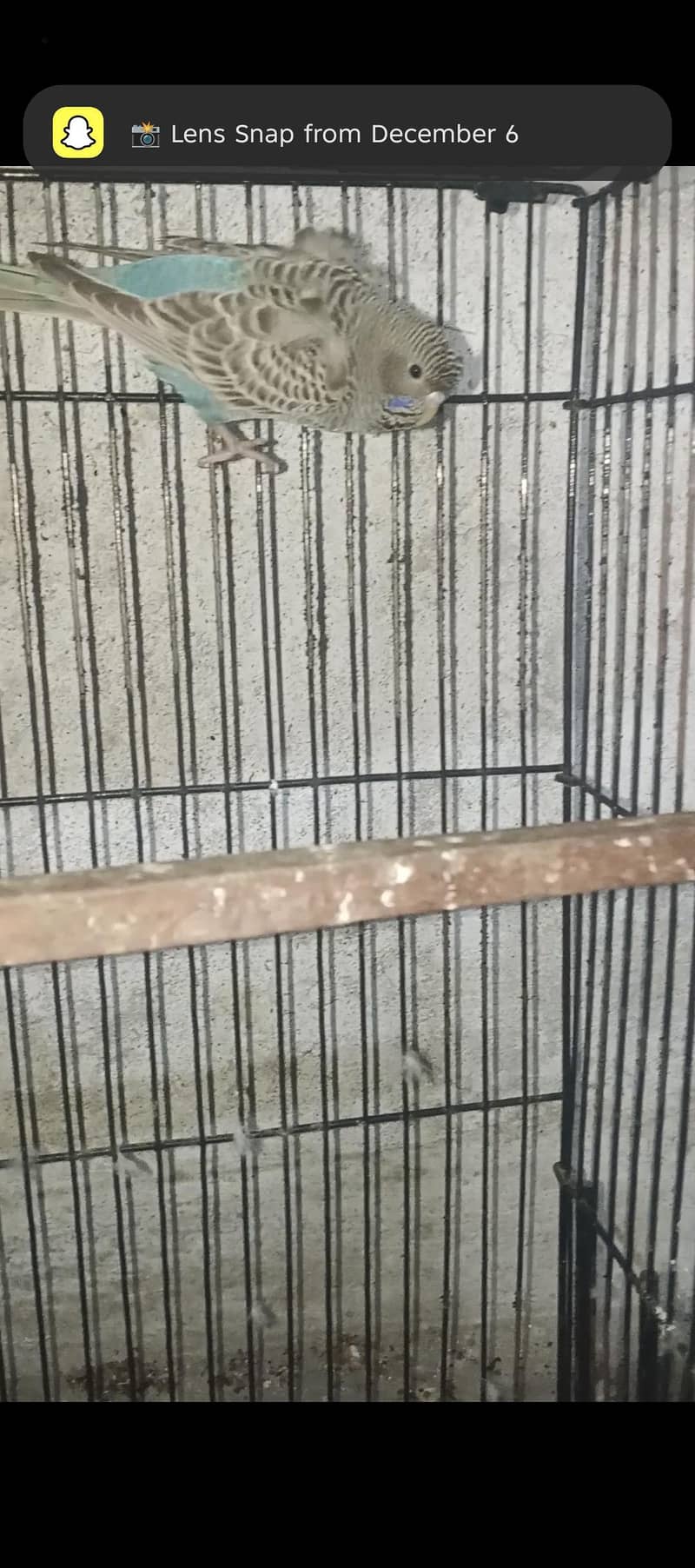black face hogo miss patel female - Parrots - 1110768274