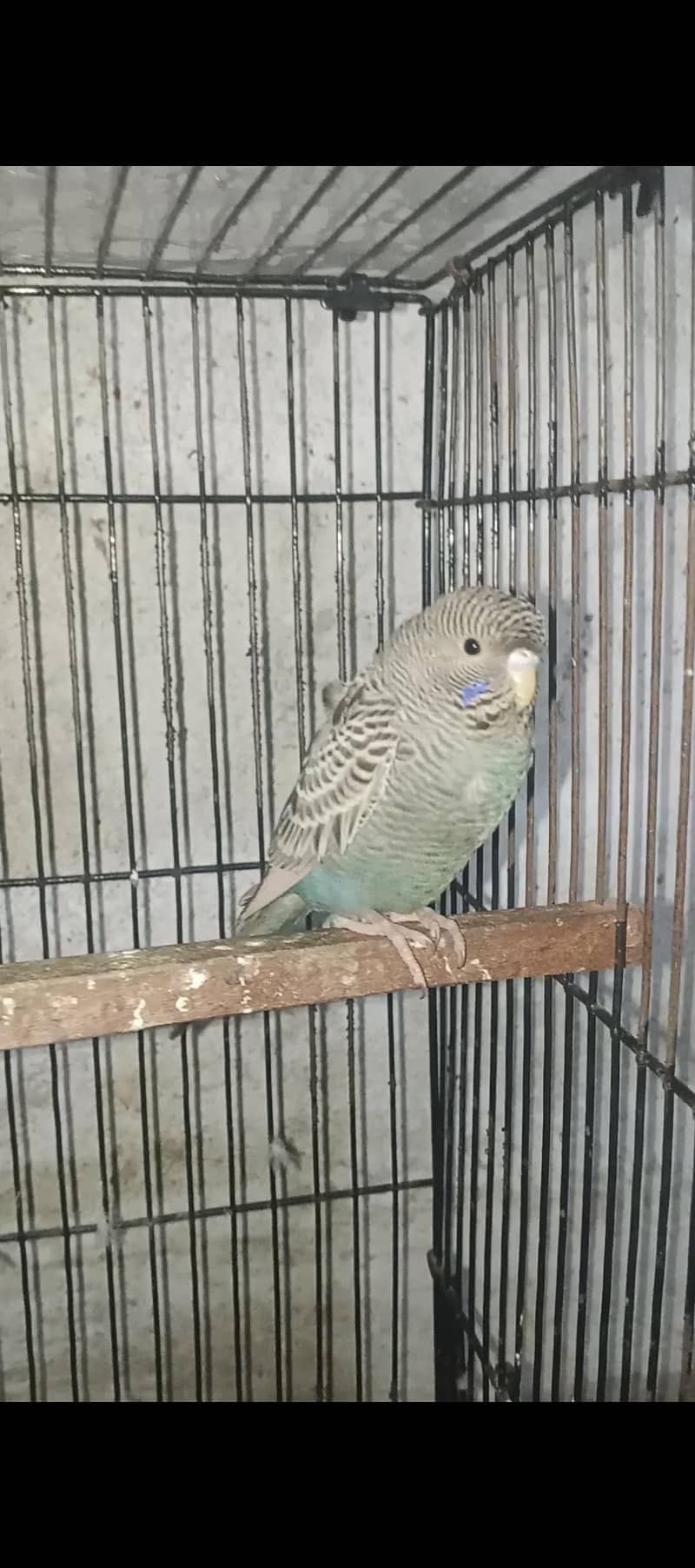 black face hogo miss patel female - Parrots - 1110768274