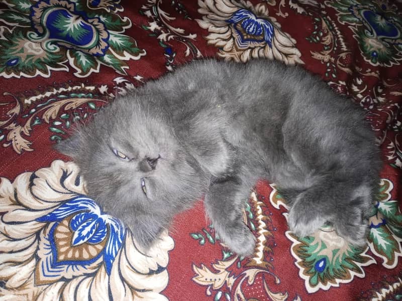 Female prshn sale 4 hzar - Cats - 1110769660