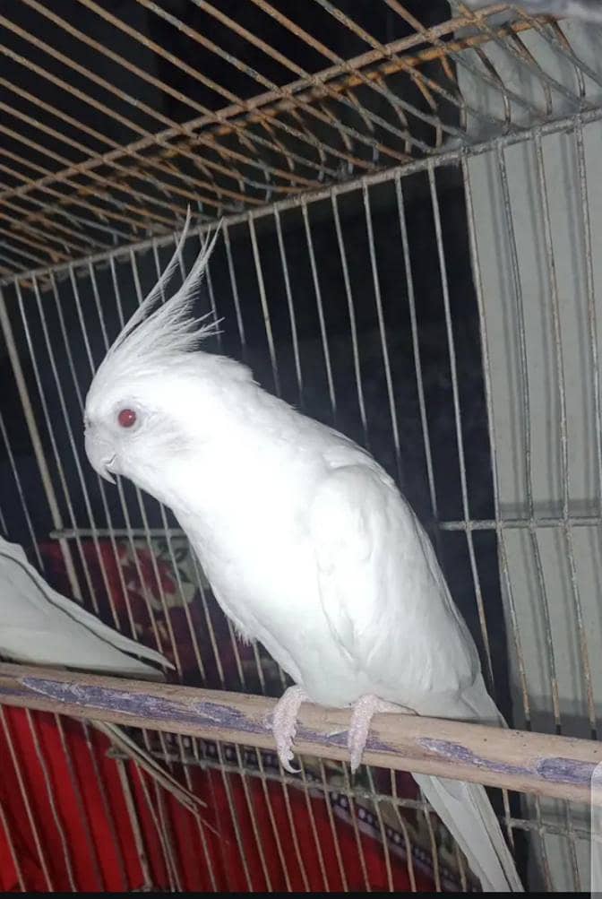 INO Male CREAM Female. breeder pair. - Parrots - 1110772061
