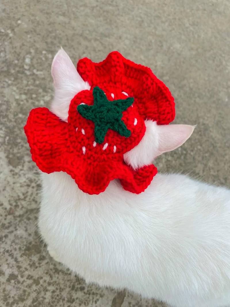 Persian spayed cat - Cats - 1110773753