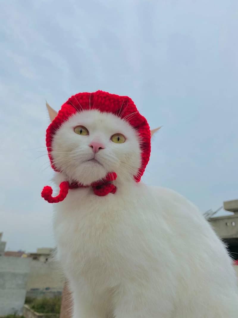 Persian spayed cat - Cats - 1110773753