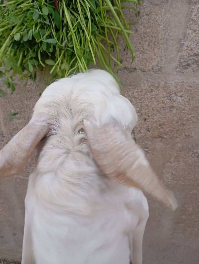 Gulabi - Sheep - 1110774372