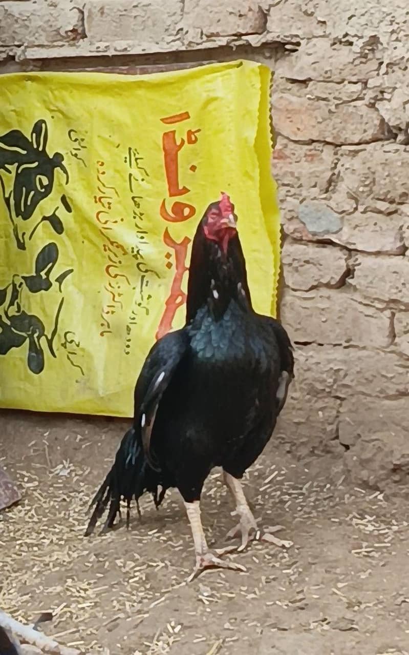 Aseel MianWali One Eye Breeder - Hens - 1110774493