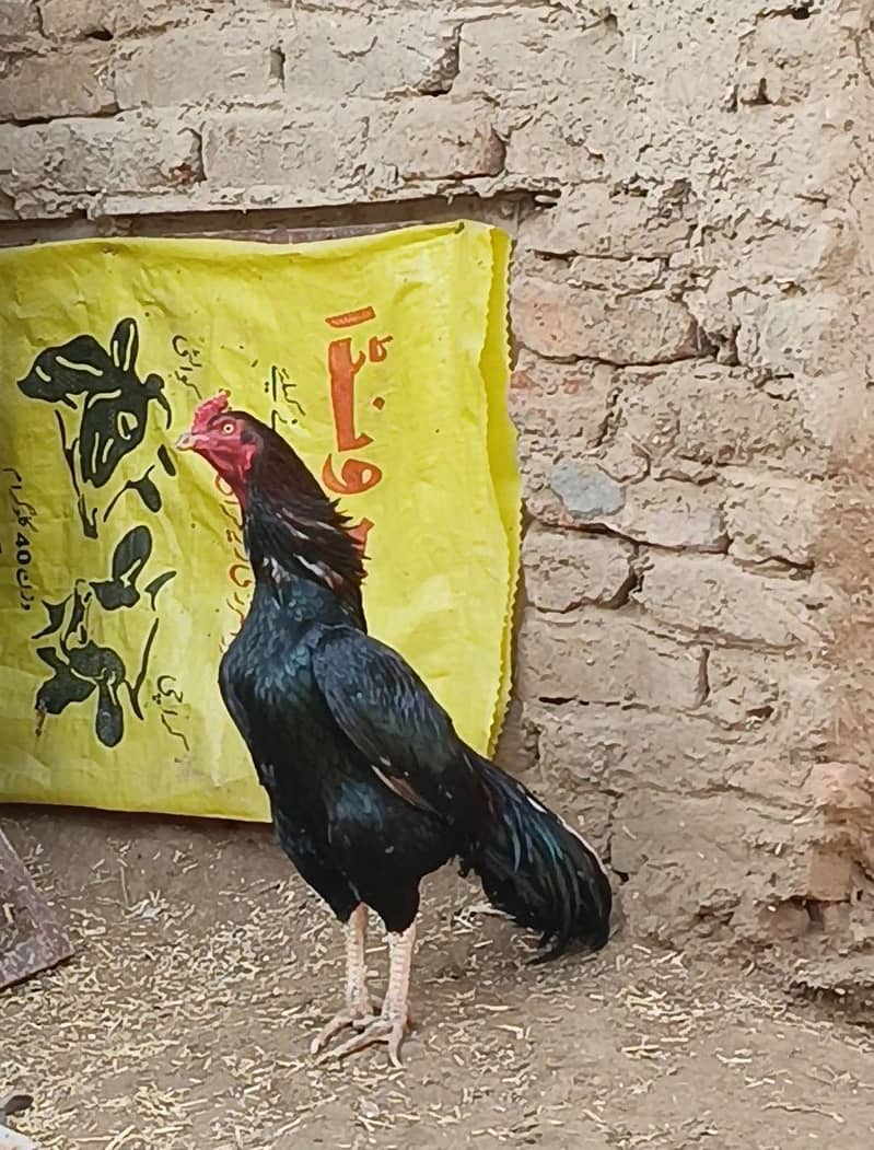 Aseel MianWali One Eye Breeder - Hens - 1110774493