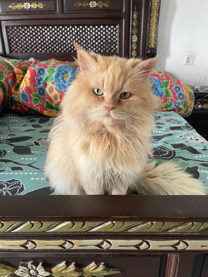 Ginger colour Persian cat available for sale - Cats - 1110774504