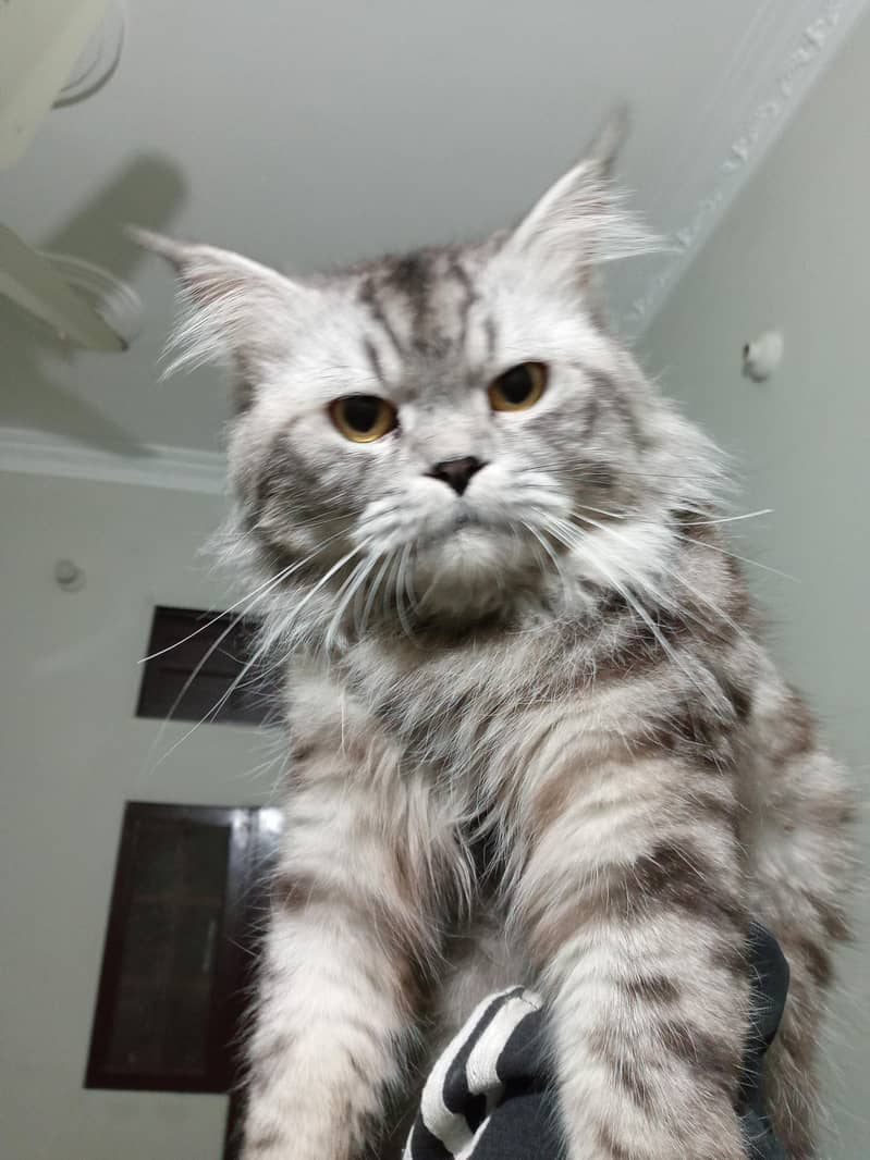 Persian Grey Male Neutal Cat - Cats - 1110774774