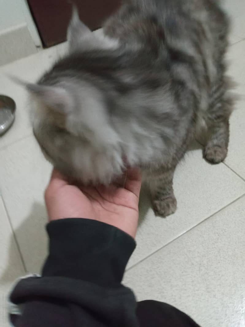 Persian Grey Male Neutal Cat - Cats - 1110774774