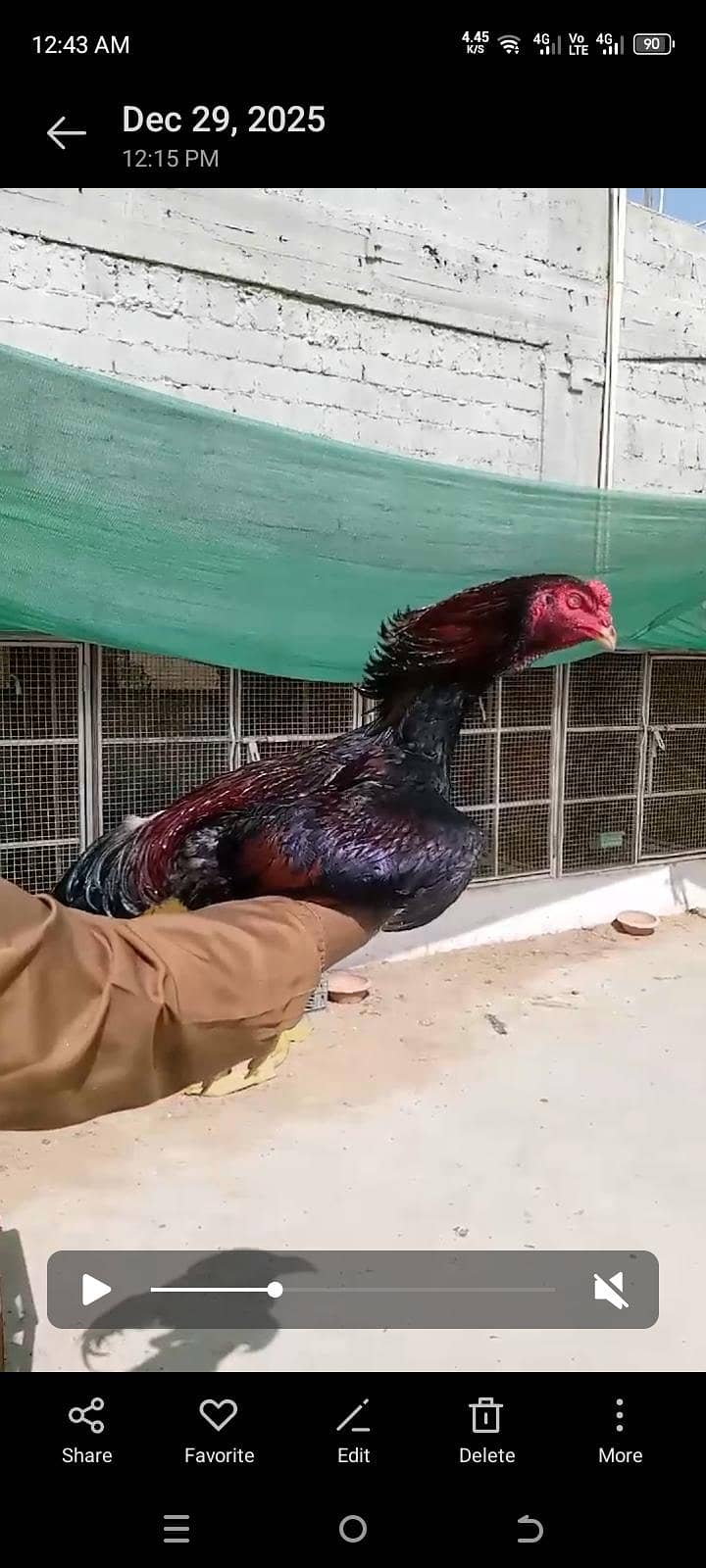 aseel punjab ka patha ha long hight mien - Hens - 1110776427