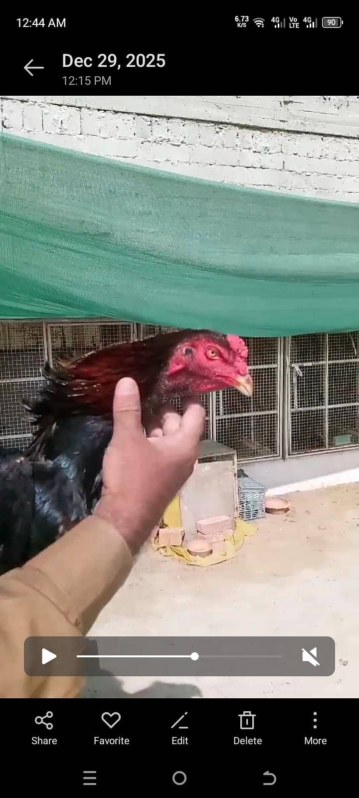 aseel punjab ka patha ha long hight mien - Hens - 1110776427