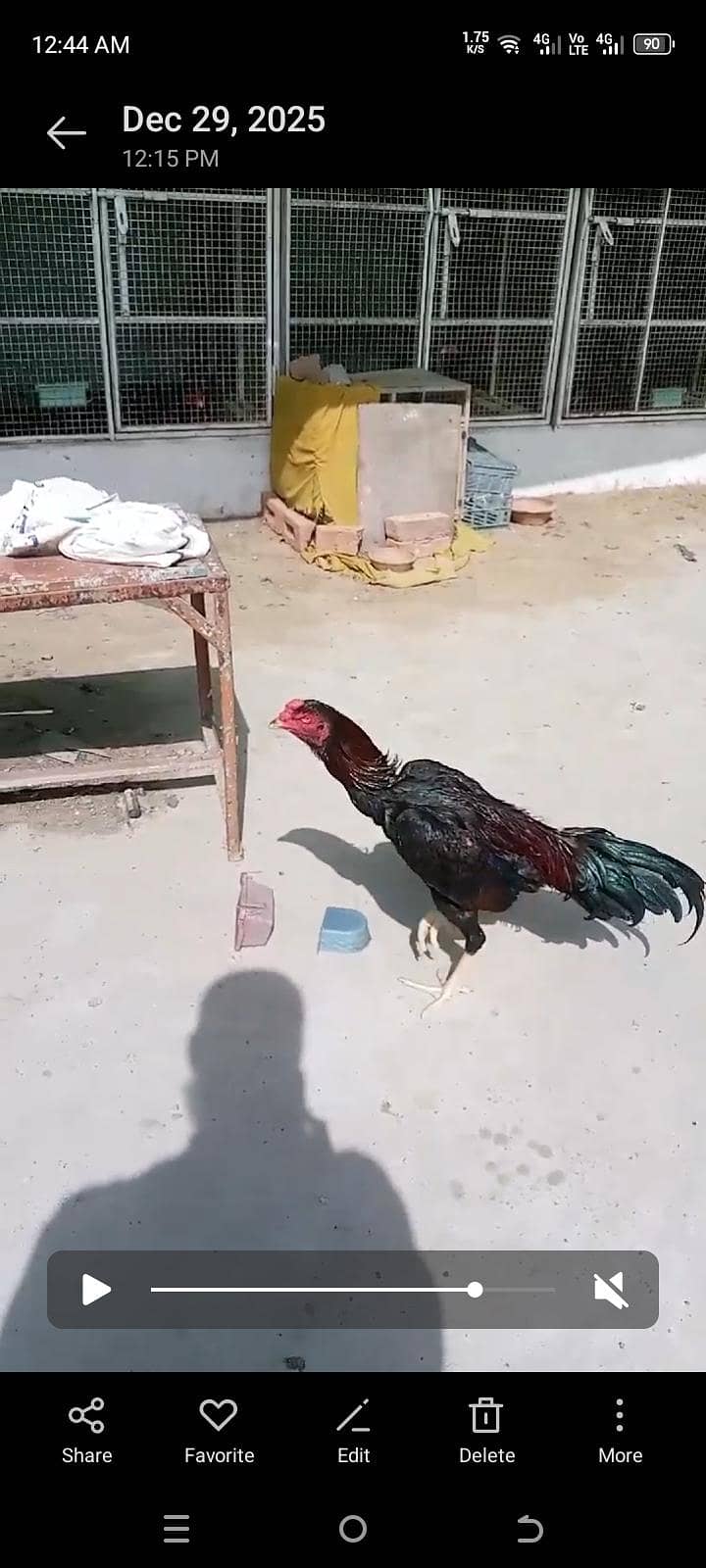 aseel punjab ka patha ha long hight mien - Hens - 1110776427