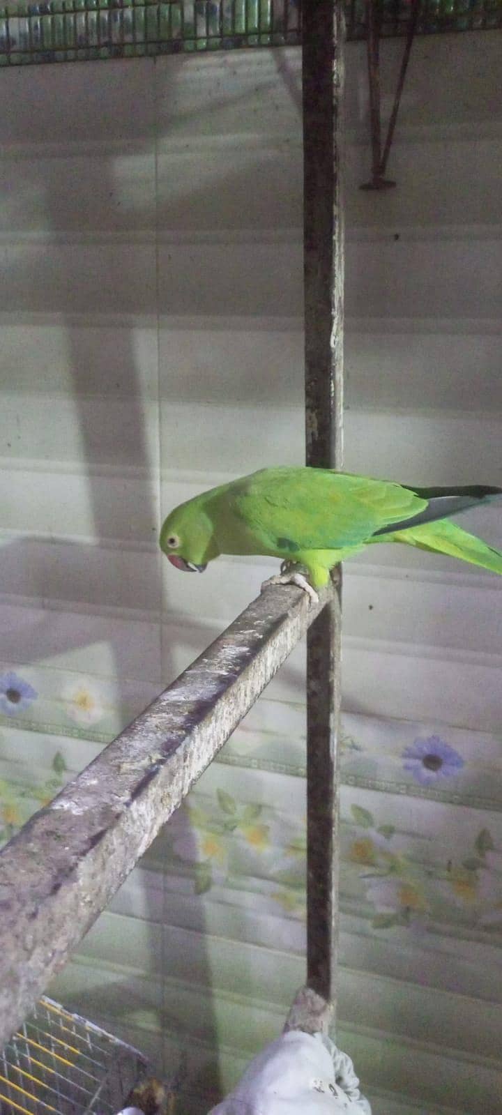 ringneck parrot - Parrots - 1110776484