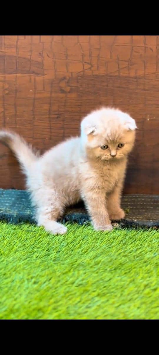 Persian kitten triple long coat and littler Trend/0331/7823482/ - Cats ...