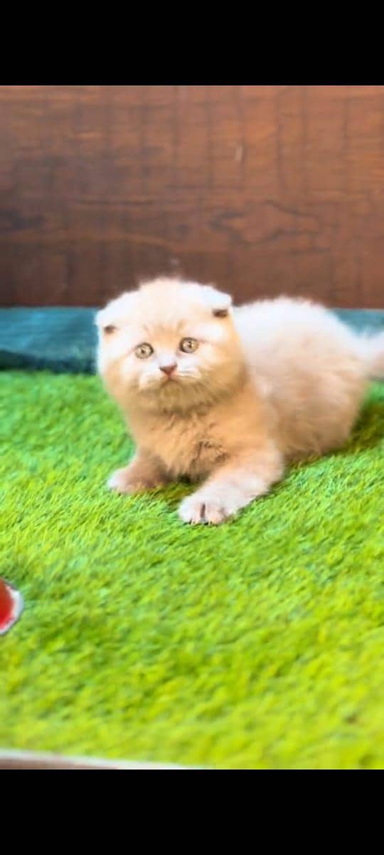 Persian kitten triple long coat and littler Trend/0331/7823482/ - Cats ...