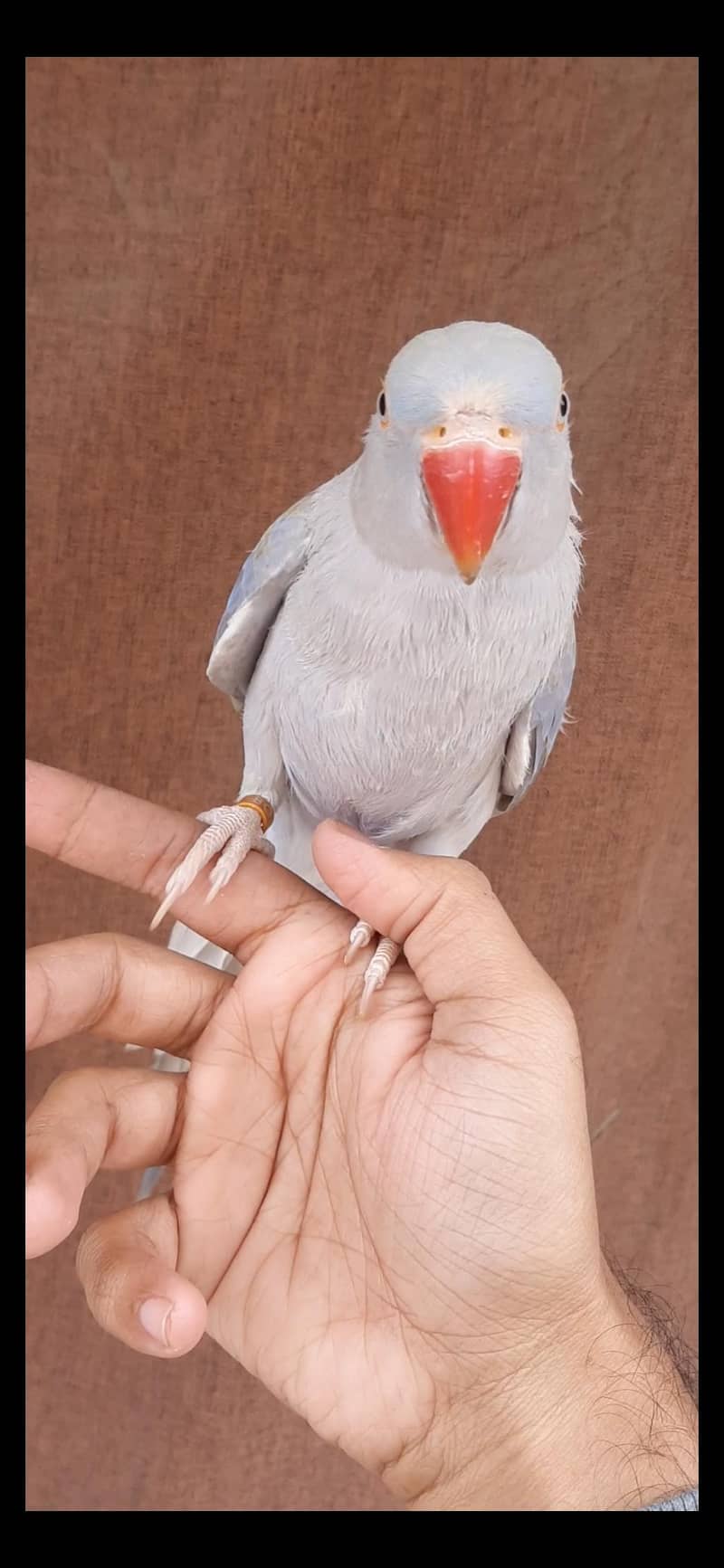 voilat cinaman turquoise female - Parrots - 1110785678