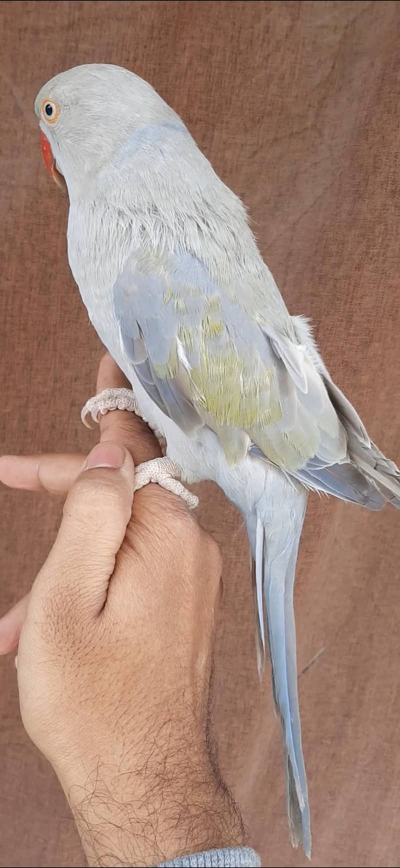 voilat cinaman turquoise female - Parrots - 1110785678