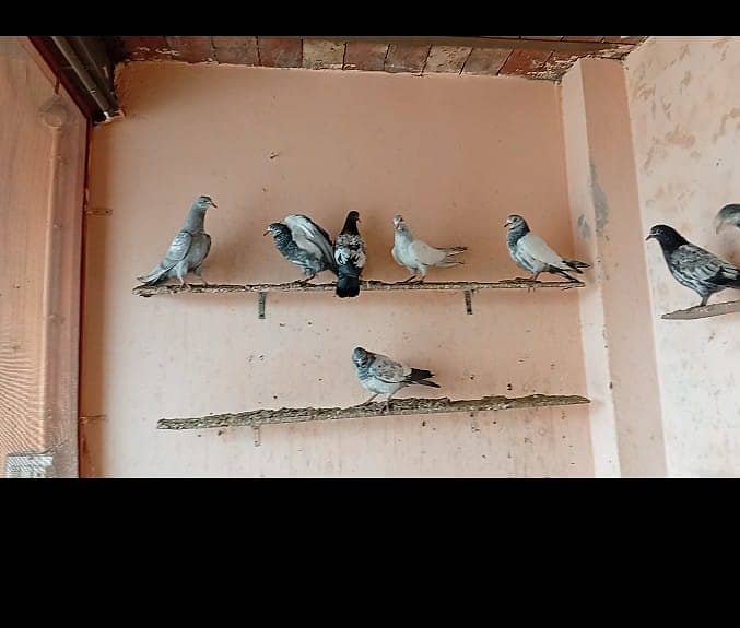 9 picehight flar baby pigeon for sale . - Pigeons - 1110788133