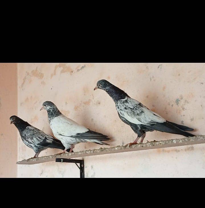 9 picehight flar baby pigeon for sale . - Pigeons - 1110788133