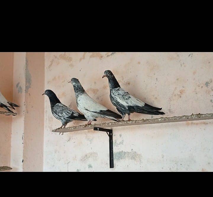 9 picehight flar baby pigeon for sale . - Pigeons - 1110788133