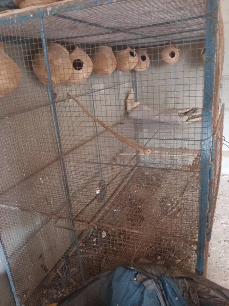 Free parrot cages - Hen Cages - 1110788162
