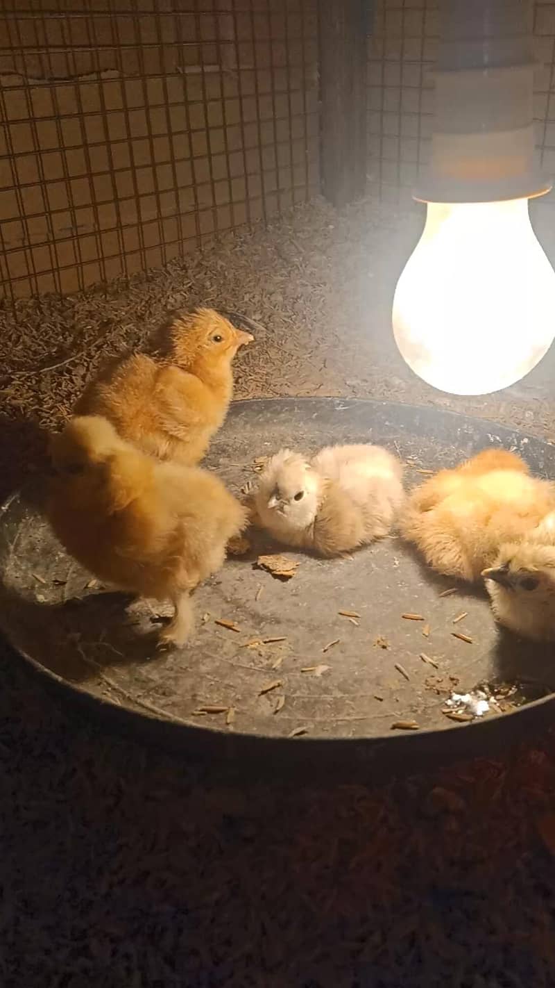 White Silkie/ Golden heavy Buff Chicks 0332-4153261 - Hens - 1110791050