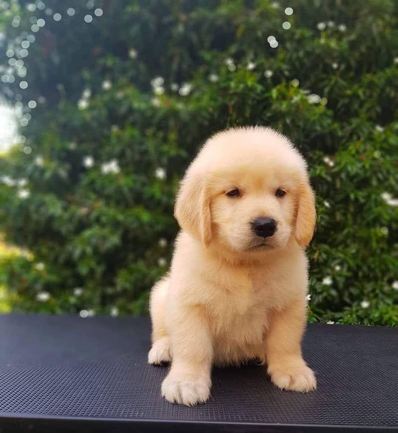 Golden Retriver puppies GR pedigree - Dogs - 1110792234