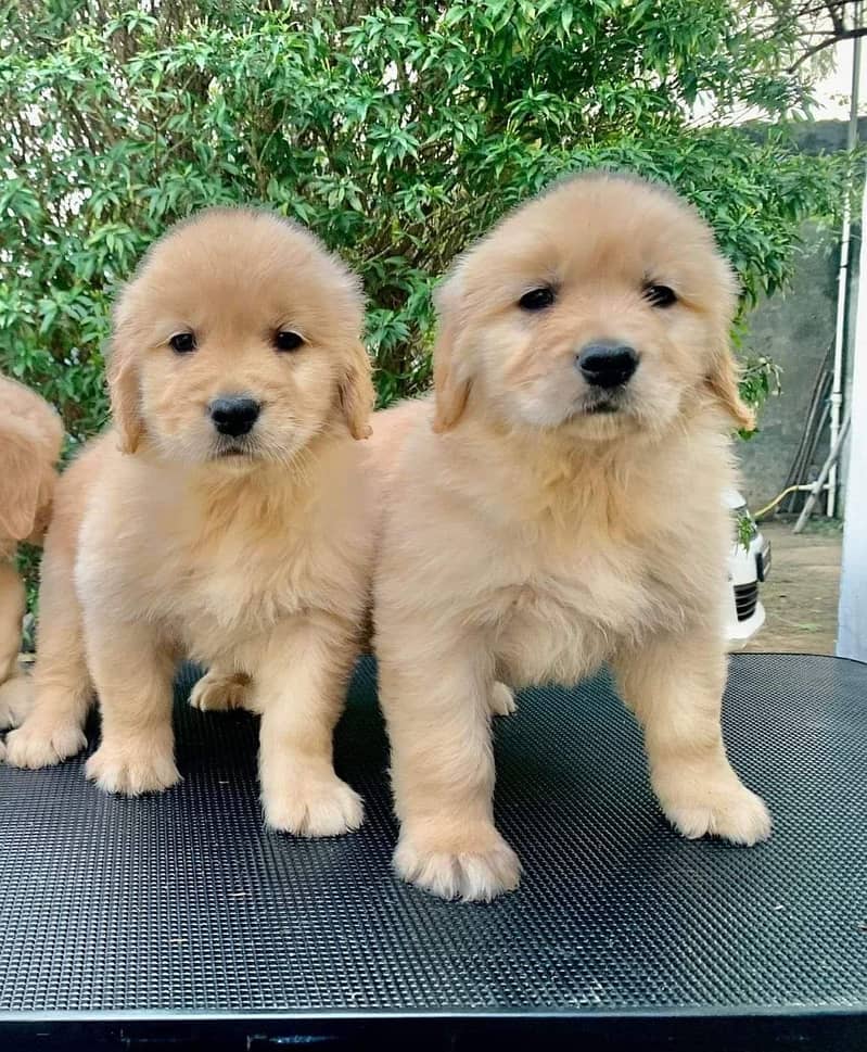 Golden Retriver puppies GR pedigree - Dogs - 1110792234