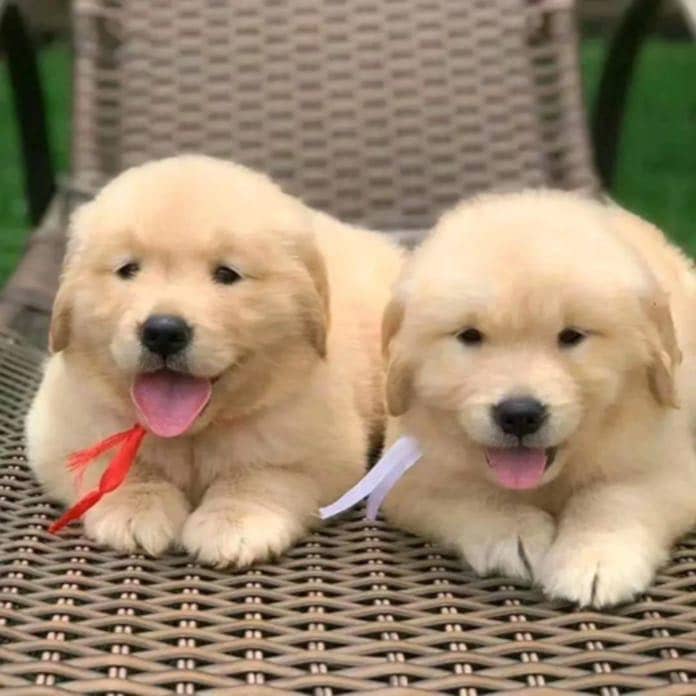 Golden Retriver puppies GR pedigree - Dogs - 1110792234