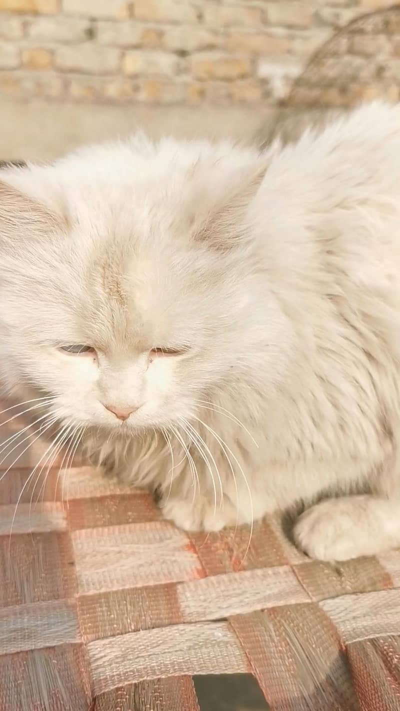 persian Cat - Cats - 1110792591