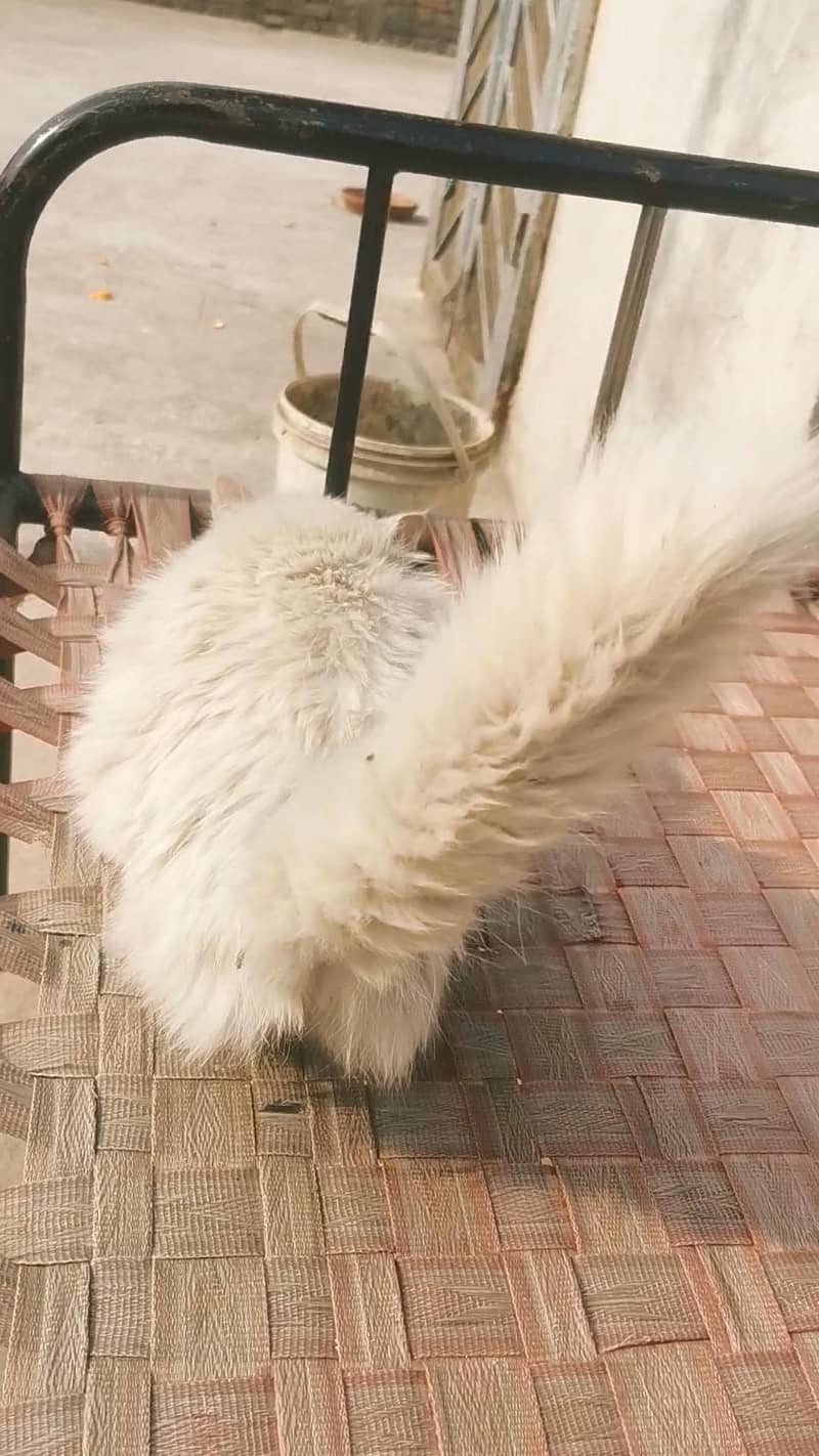 persian Cat - Cats - 1110792591