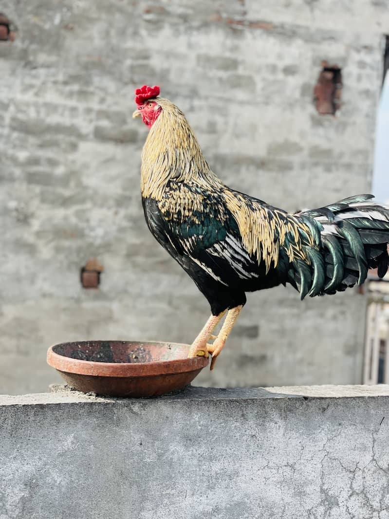 Ghr ka paltu aseel murga - Hens - 1110793136