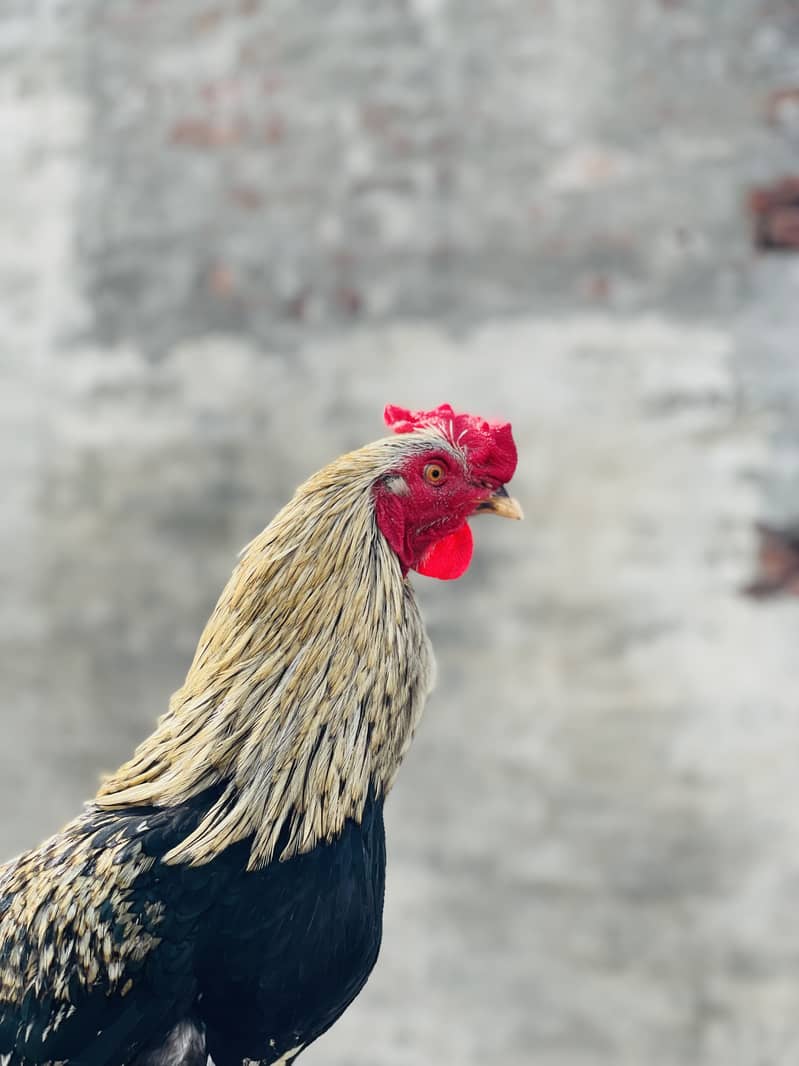 Ghr ka paltu aseel murga - Hens - 1110793136