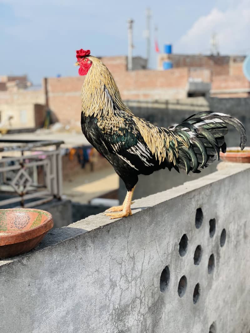 Ghr ka paltu aseel murga - Hens - 1110793136