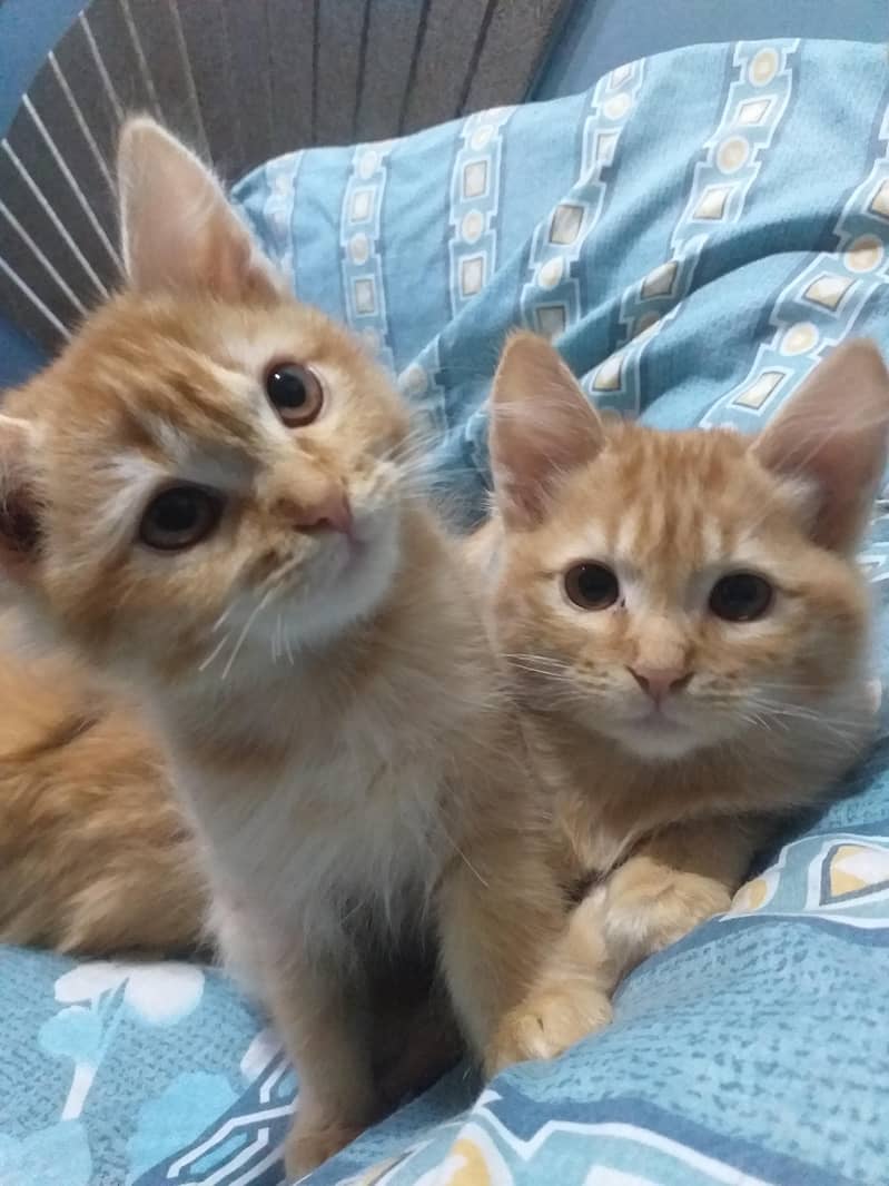 Persian Double coated Kittens Available - Cats - 1110793938