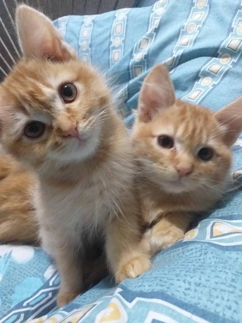 Persian Double coated Kittens Available - Cats - 1110793938