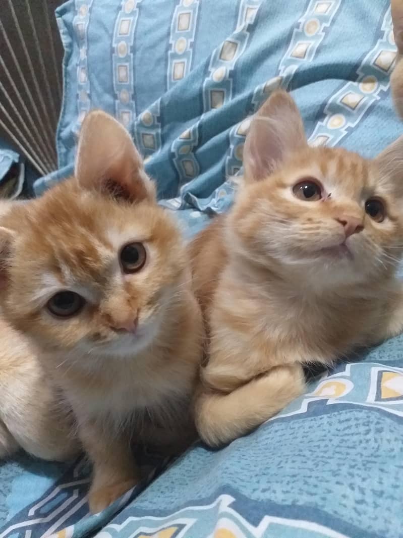 Persian Double coated Kittens Available - Cats - 1110793938