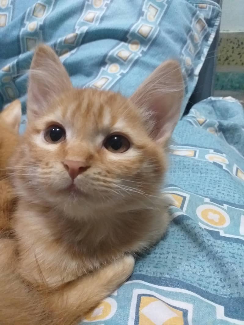 Persian Double coated Kittens Available - Cats - 1110793938