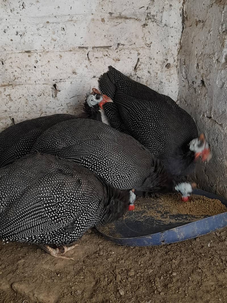 chakor for sale 03084613821 - Hens - 1110800181