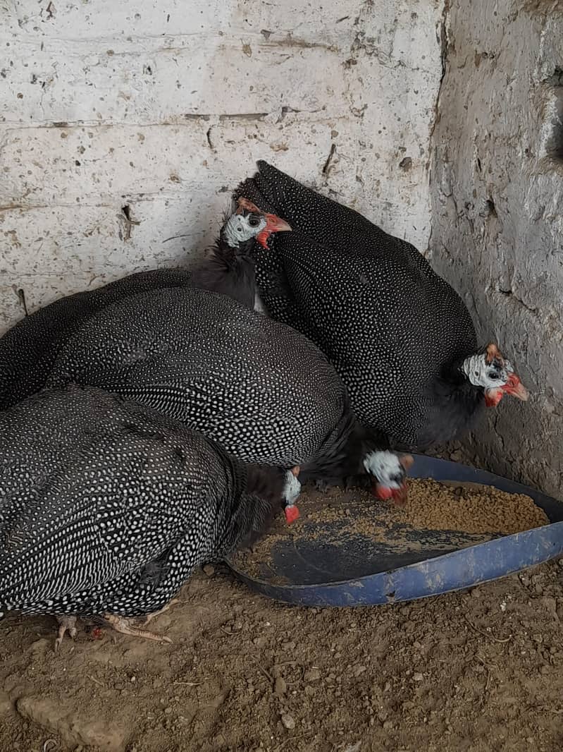 chakor for sale 03084613821 - Hens - 1110800181