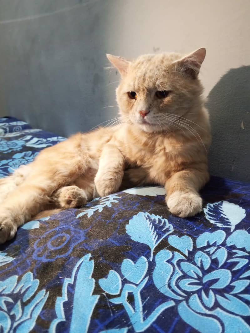 Persian cat. - Cats - 1110801408