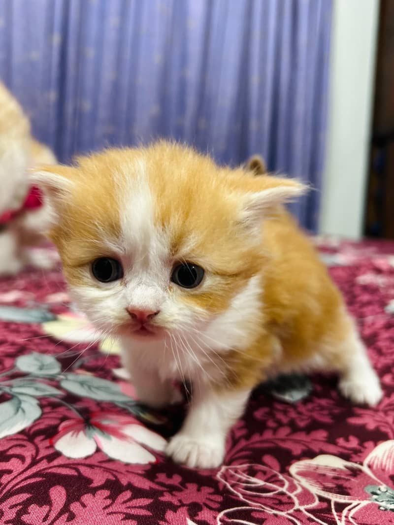 Persian Kittens - Cats - 1110809728