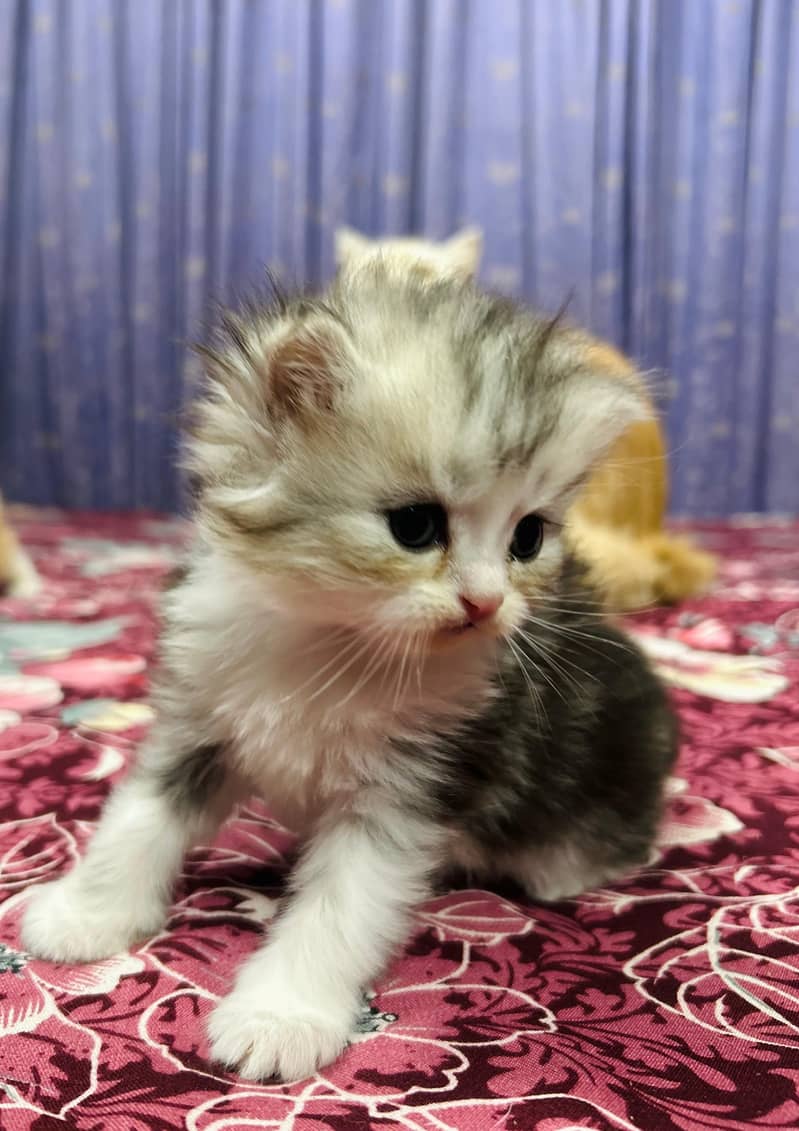 Persian Kittens - Cats - 1110809728